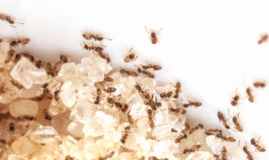 How to Get Rid of Sugar Ants, Naturally, Home Remedies – Treat MD