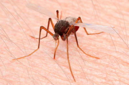 Mosquito-Bite - Treat MD