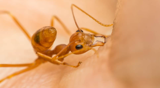 Ant Bites Identification, Types, Pictures, Symptoms, Allergic Reaction ...
